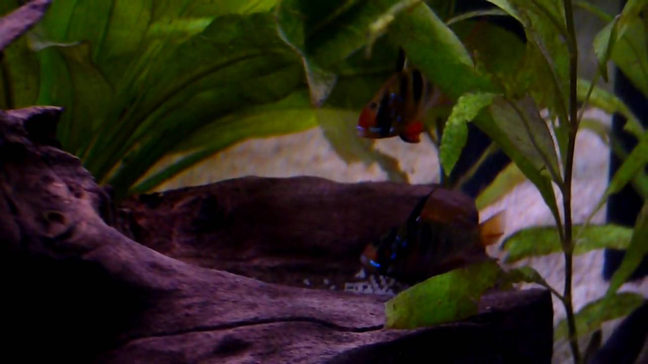 Ma première reproduction de Ramirezi - YouTube