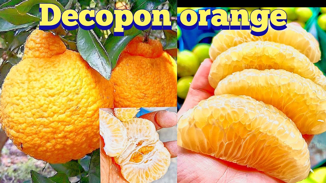 Decopon orange 🍊🍊🍊💥💥💥 - YouTube