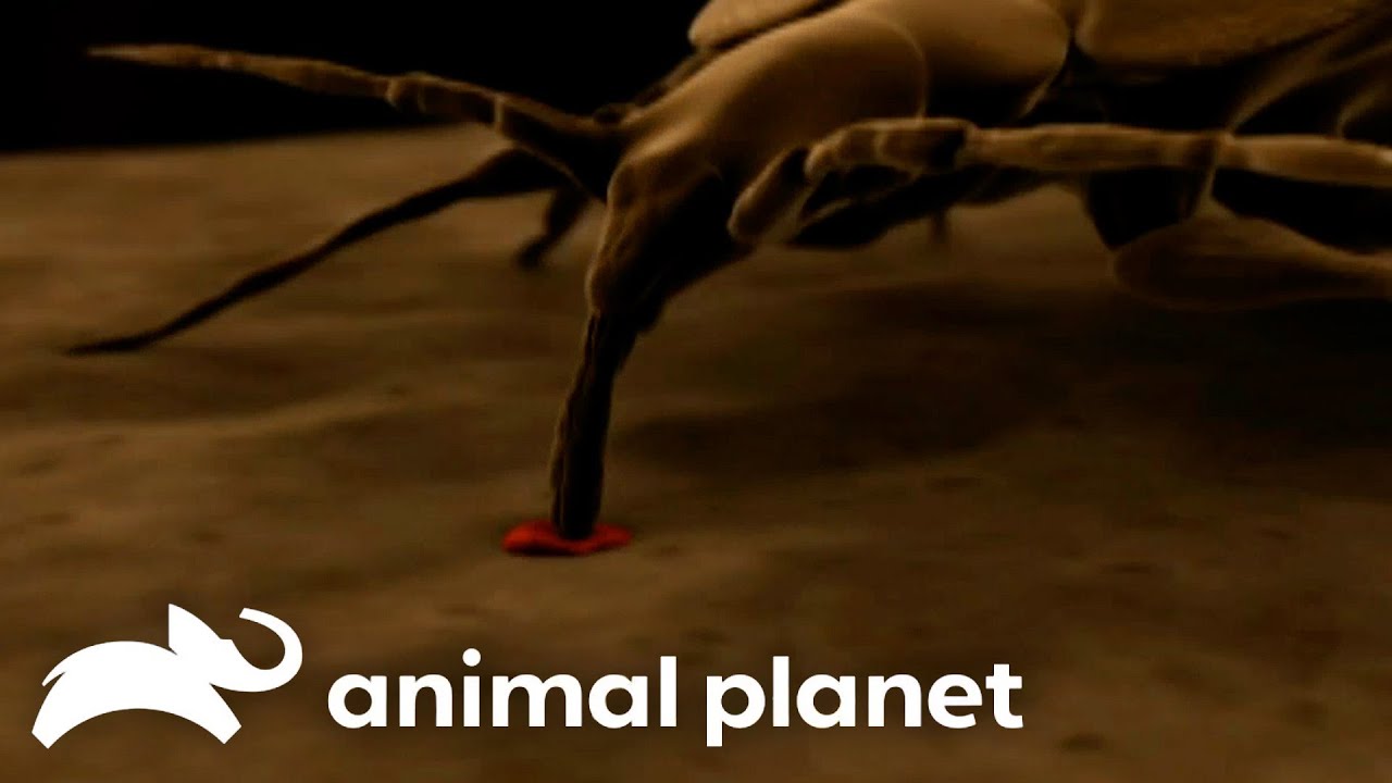 A Bad Case of the Bed Bugs | Monsters Inside Me | Animal Planet - YouTube