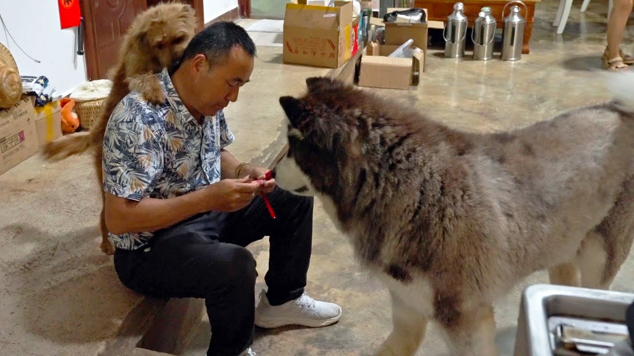 听到出远门回家的爸爸的声音，大王和来福开心的上前迎接 Dawang and Laifu greet the Dad who came back ...