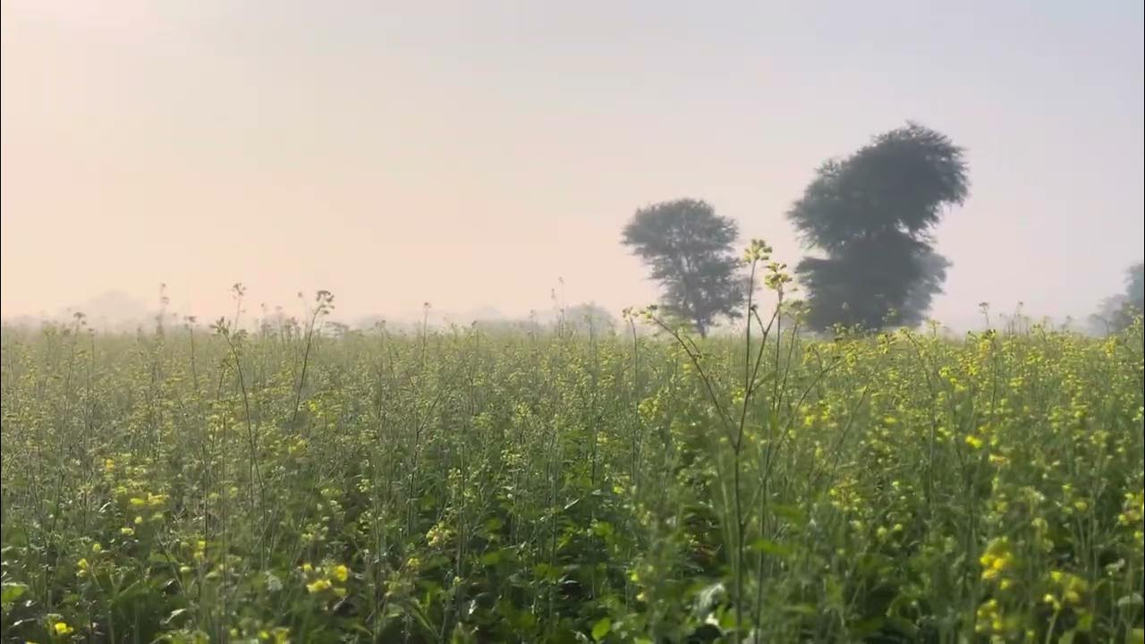 Sarso k Khet | Khet | Sarso - YouTube