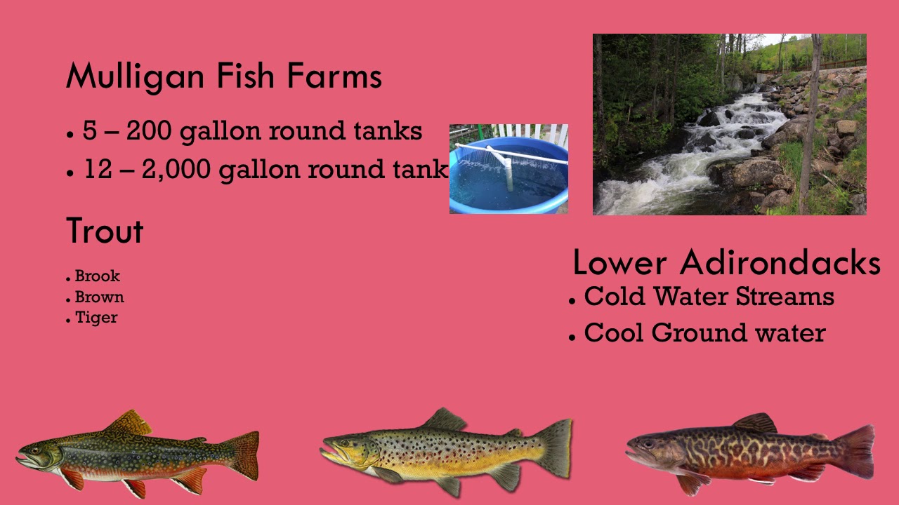 Mulligan Fish Farm Presentation - YouTube