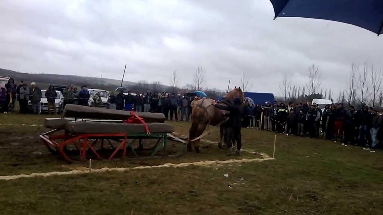 todorov den s.toros pet traversa1 - YouTube