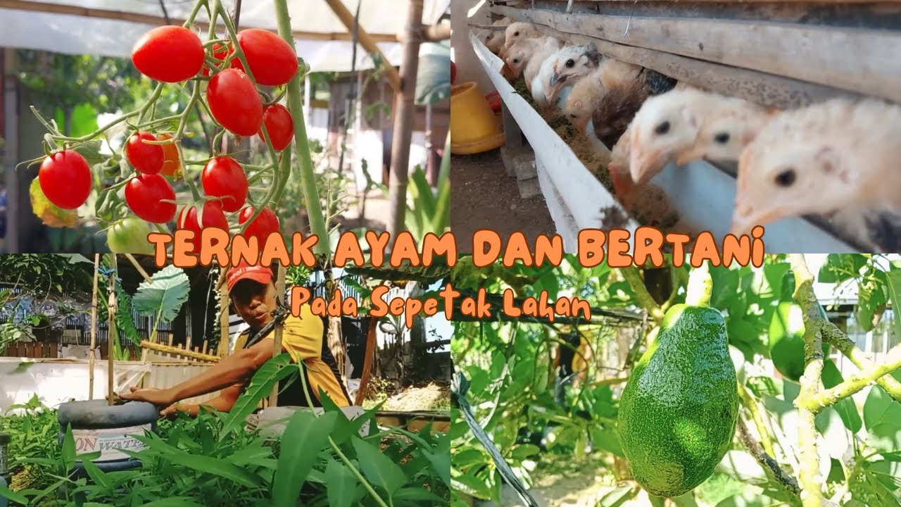 Urban Farming, Sepetak Lahan di Kota Untuk Ratusan Ayam Kampung dan ...