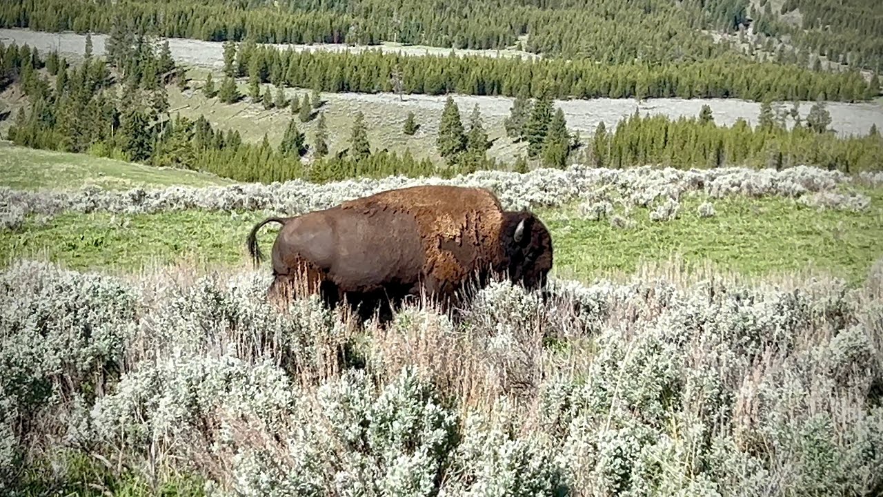 A Bison on our Trail - YouTube