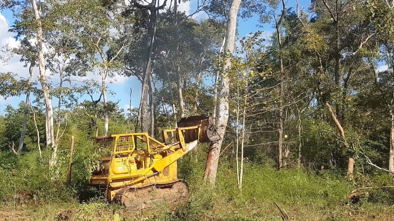 Wow!! Bulldozer VS Tree - Big Power - YouTube