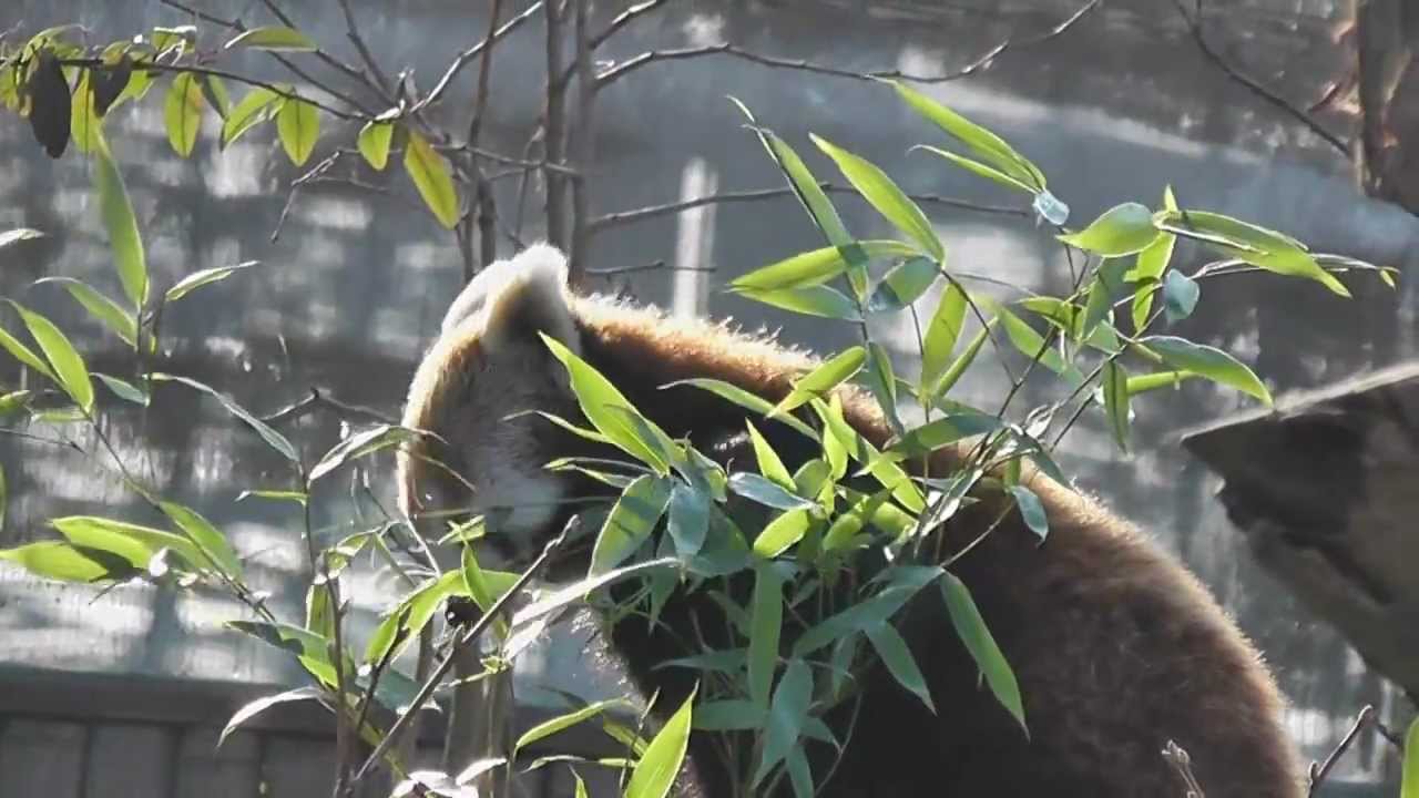 A Frosty Morning at the Red Panda Enclosure - Chester Zoo - YouTube