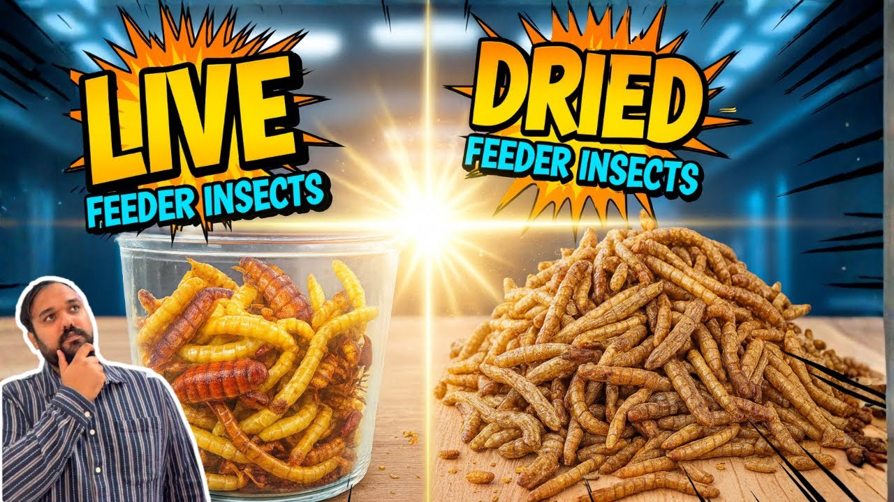 Live Feeder Insects Vs Dried Insects: Which Are Better? - YouTube