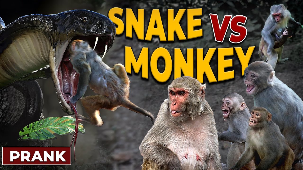 Funny Monkey Got Prank With Fake Snake And Biscuit. #monkeyminister ...