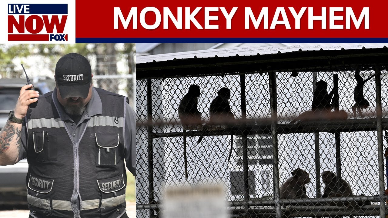 Research monkeys escape: 43 break out of medical test compound ...