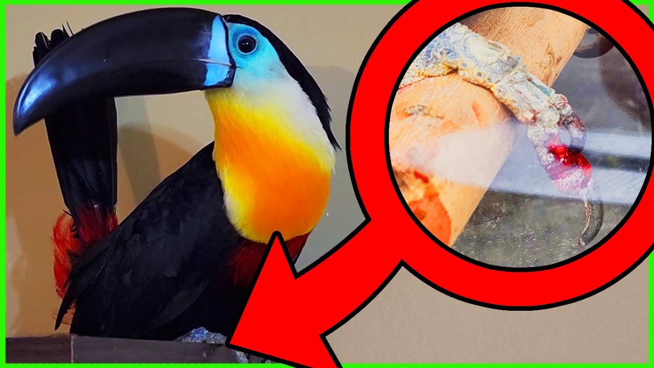 My Toucan Almost LOST His Toe - YouTube