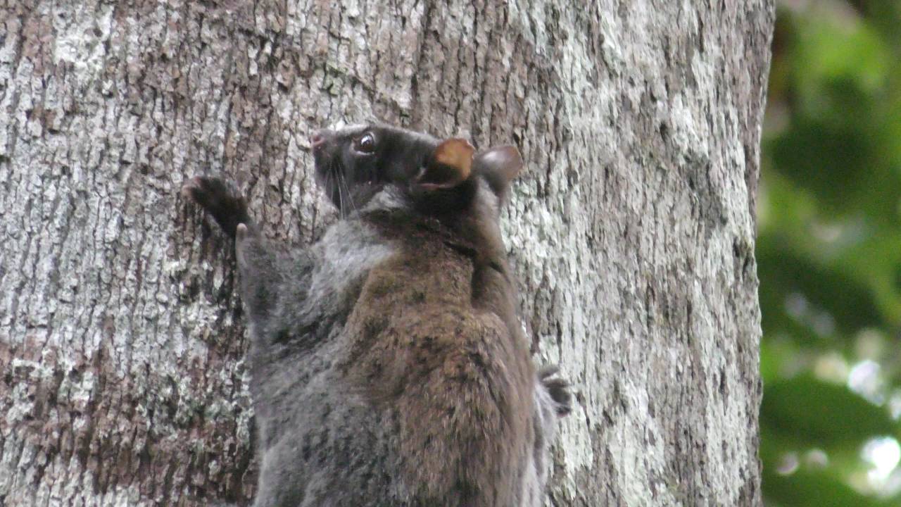 Lord Derby's Anomalure - YouTube