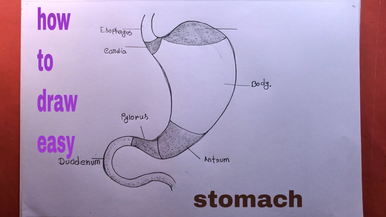 How To Draw Stomach/How To Draw Stomach Anatomy - YouTube