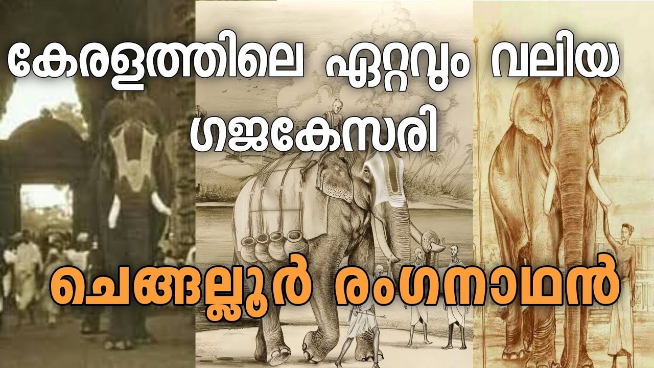 കേരളത്തിലെ ഏറ്റവും വലിയ ആന chengallur ranganathan elephant - YouTube