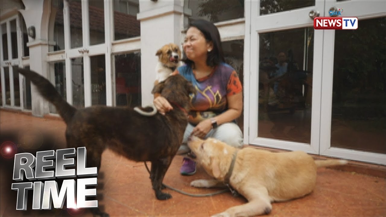 Reel Time: Ang buhay ng mga 'foster dog' sa pangangalaga ng PAWS at ng ...