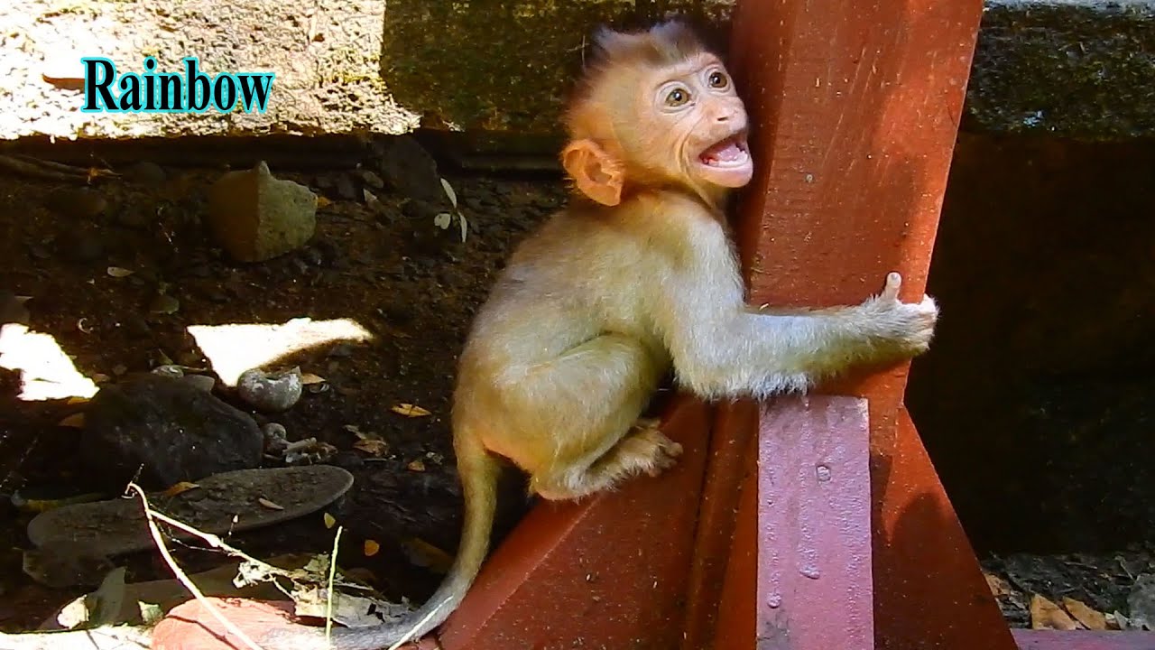 Little baby monkey Rainbow is crying seizure! - YouTube