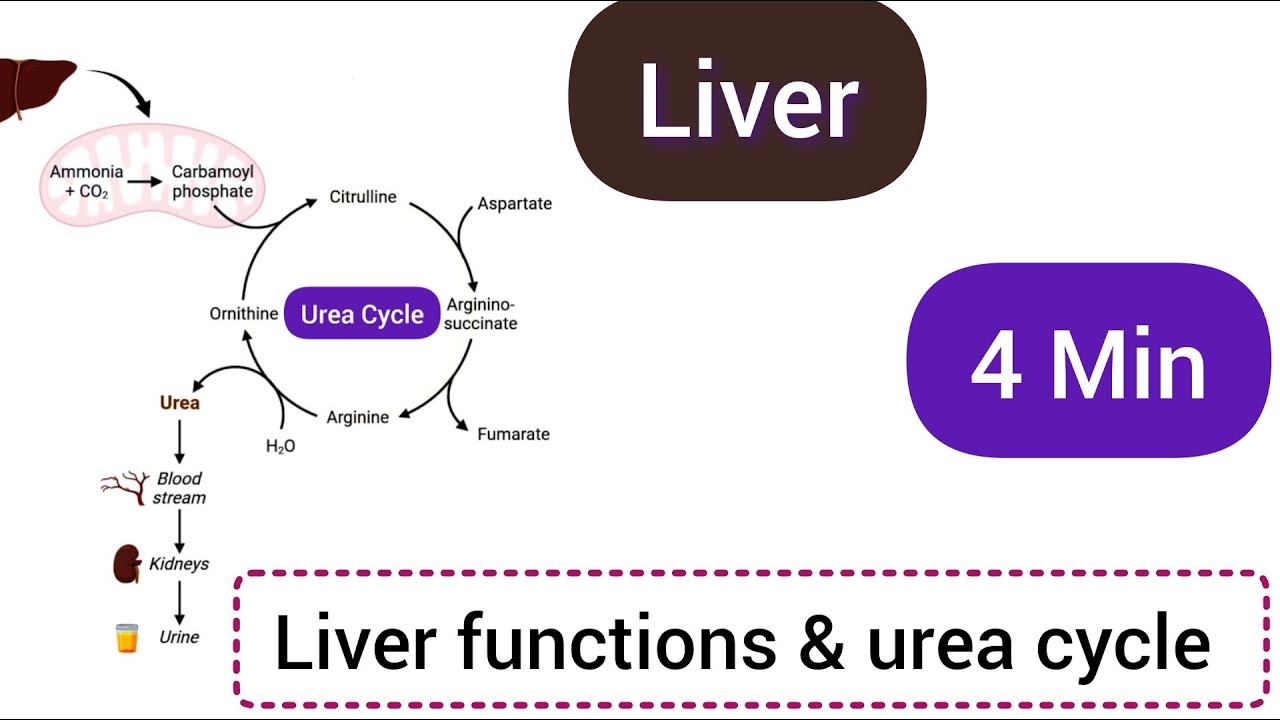 Liver| Urea cycle | Liver function | Excretory organ| Homeostasis - YouTube