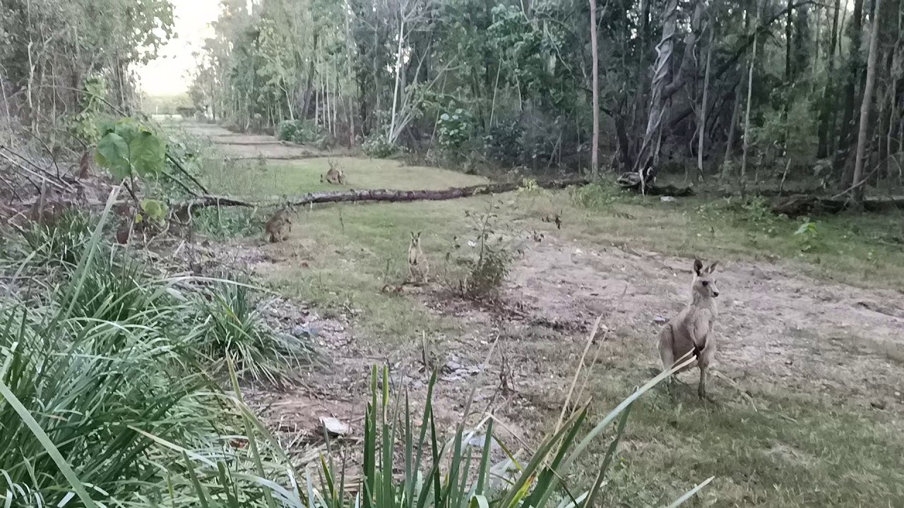 Morning walk kangaroo encounter - YouTube