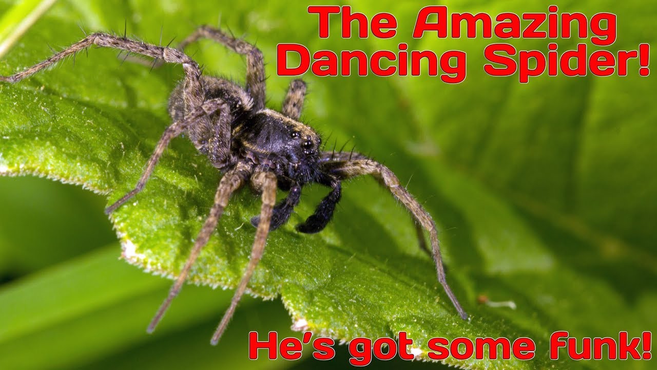 UK Dancing Spider! | The Wolf Spider! - YouTube