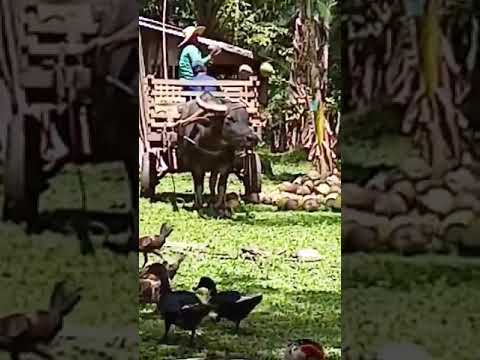 Buhay probinsiya, harvesting coconuts in 3 months