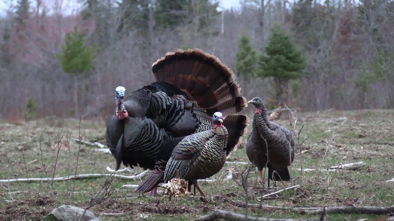 2024 Minnesota Turkey Hunt - YouTube