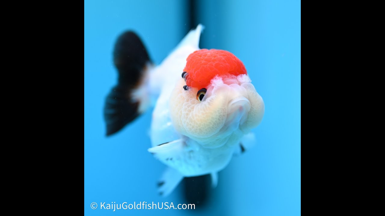 Red Cap Tricolor YuanBao Oranda 3.5in body (240607_OR06) - YouTube