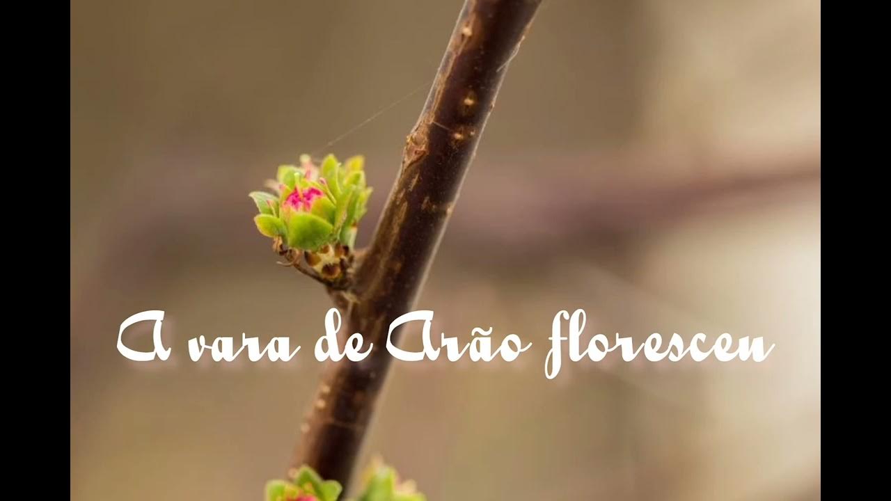 A vara de Arão floresceu - YouTube
