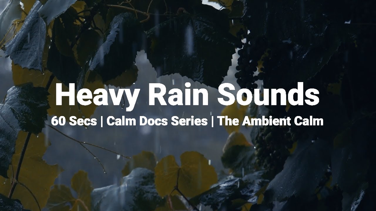 Heavy Rain Sounds | 60 Seconds of Calm Documentary Series | The Ambient ...