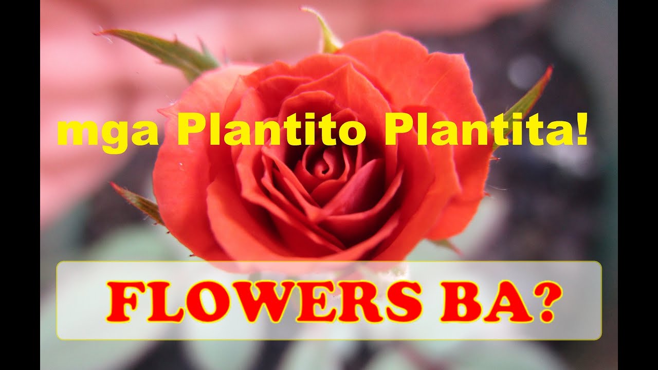 BURAK (FLOWER) | Juana BeCoolana PH - YouTube