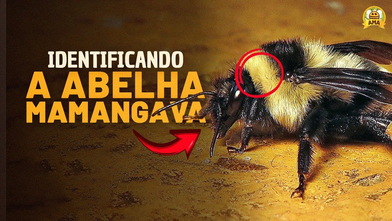 Os TIPOS DE MAMANGAVA que existem no Brasil! - YouTube