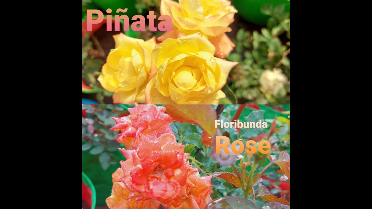 Piñata Rose/ Beautiful Rose ### Tips to get more buds - YouTube
