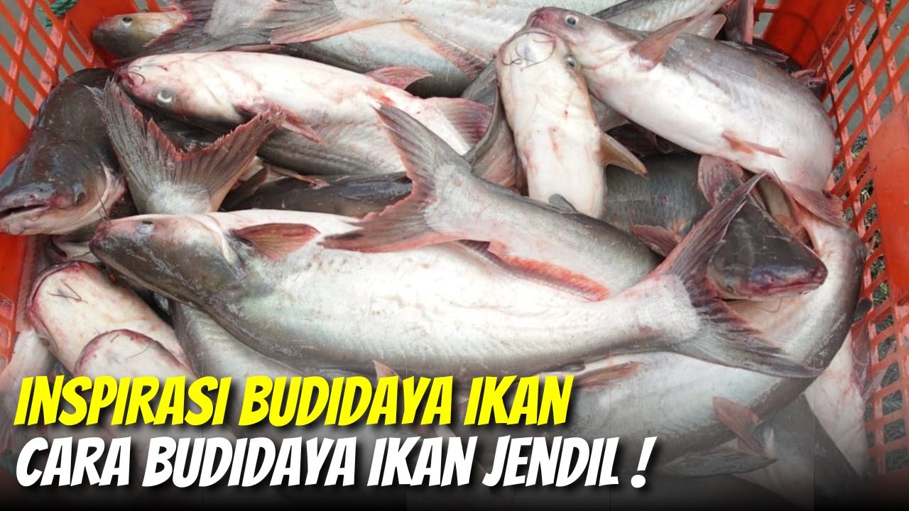 Peluang Usaha Budidaya Ikan Jendil Cocok Untuk Pemula - YouTube