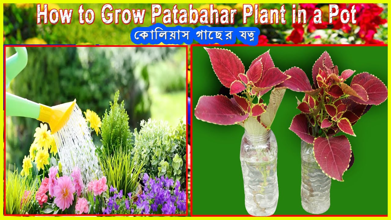 How to Grow Patabahar Plant in a Pot| কোলিয়াস গাছের যত্ন - YouTube