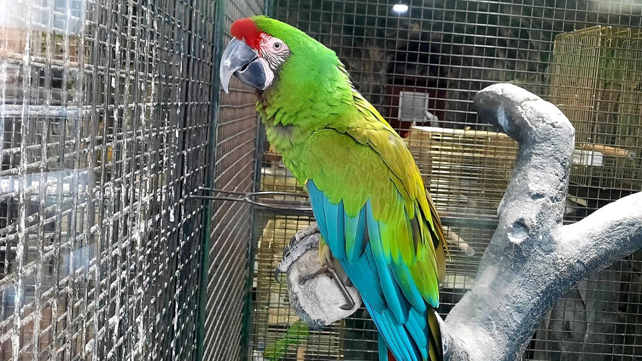 The cutest pets - most beautiful pets - YouTube