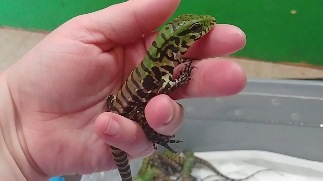 Tegu babies!! - YouTube