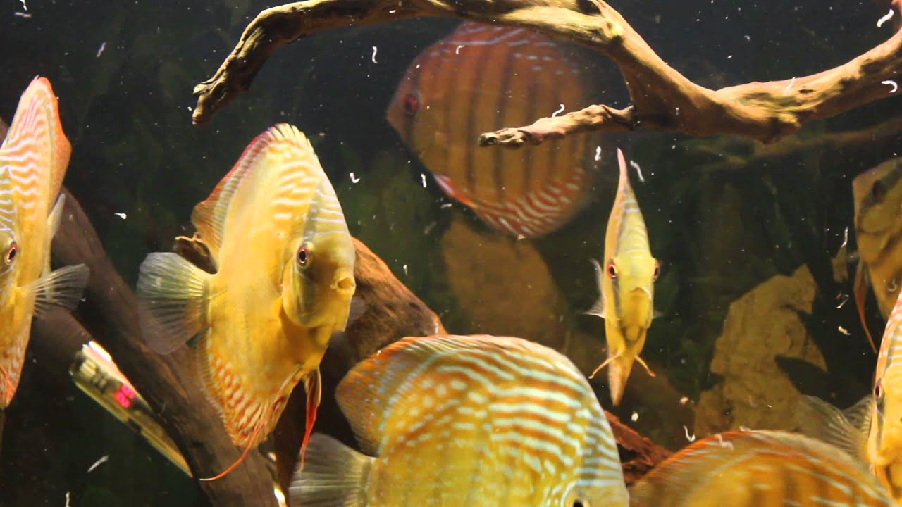 Wild Discus from the Alenquer area - YouTube