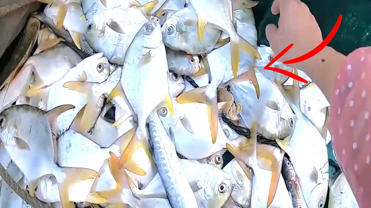 I Took My FISHING Net off at Night and BROKE INTO THE KINGDOM OF FISH ...