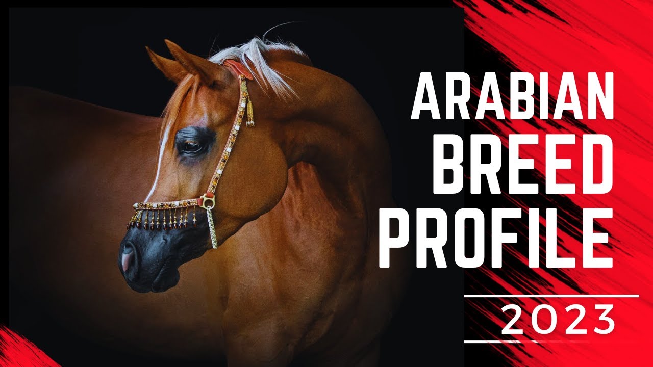 ARABIAN Breed Profile Arab Horses one of the most Popular Breeds Of The ...