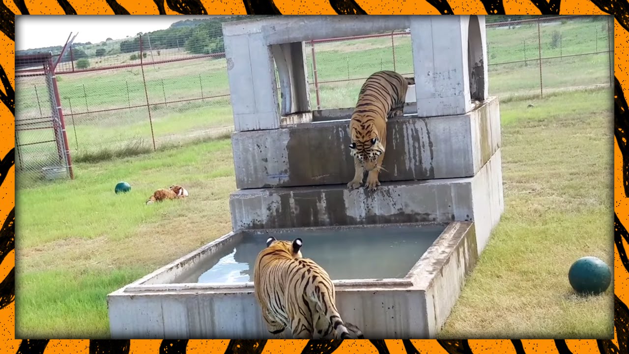 Heavy Duty Two-Tiered Tiger Pool! - YouTube
