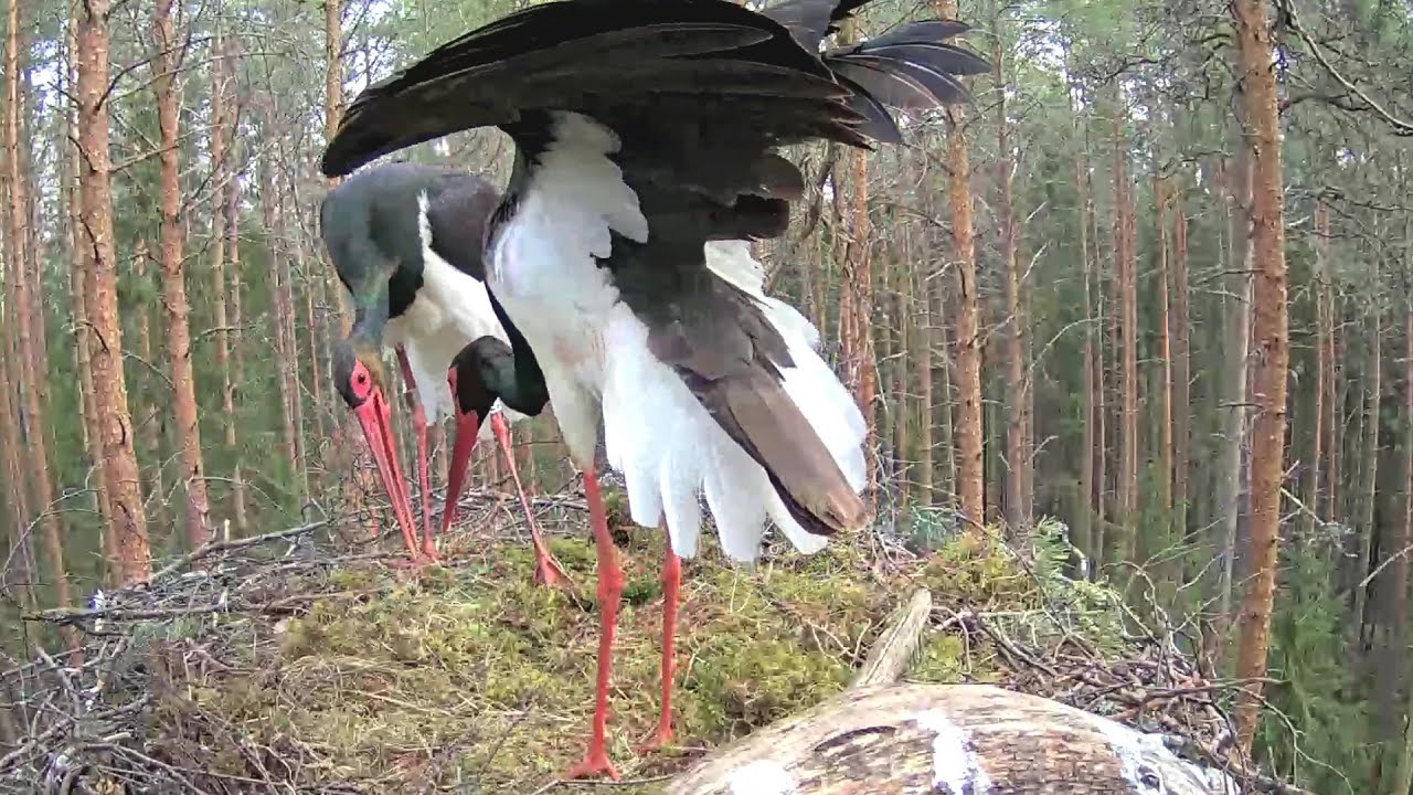Must-toonekurg~Karl brings the strange female back to the nest~10:42 AM ...