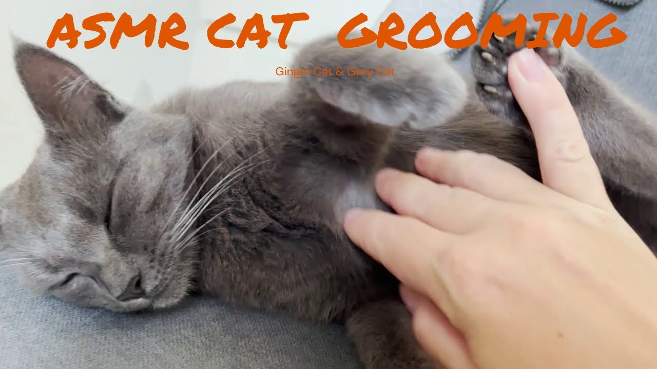 Gray female cat purrs and licks itself ASMR - YouTube