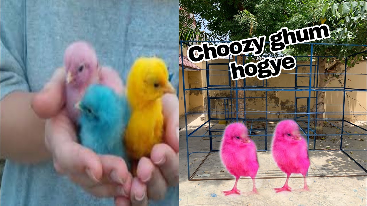 Choozy ghum hogye | master cage ko color ho raha he 😍 - YouTube