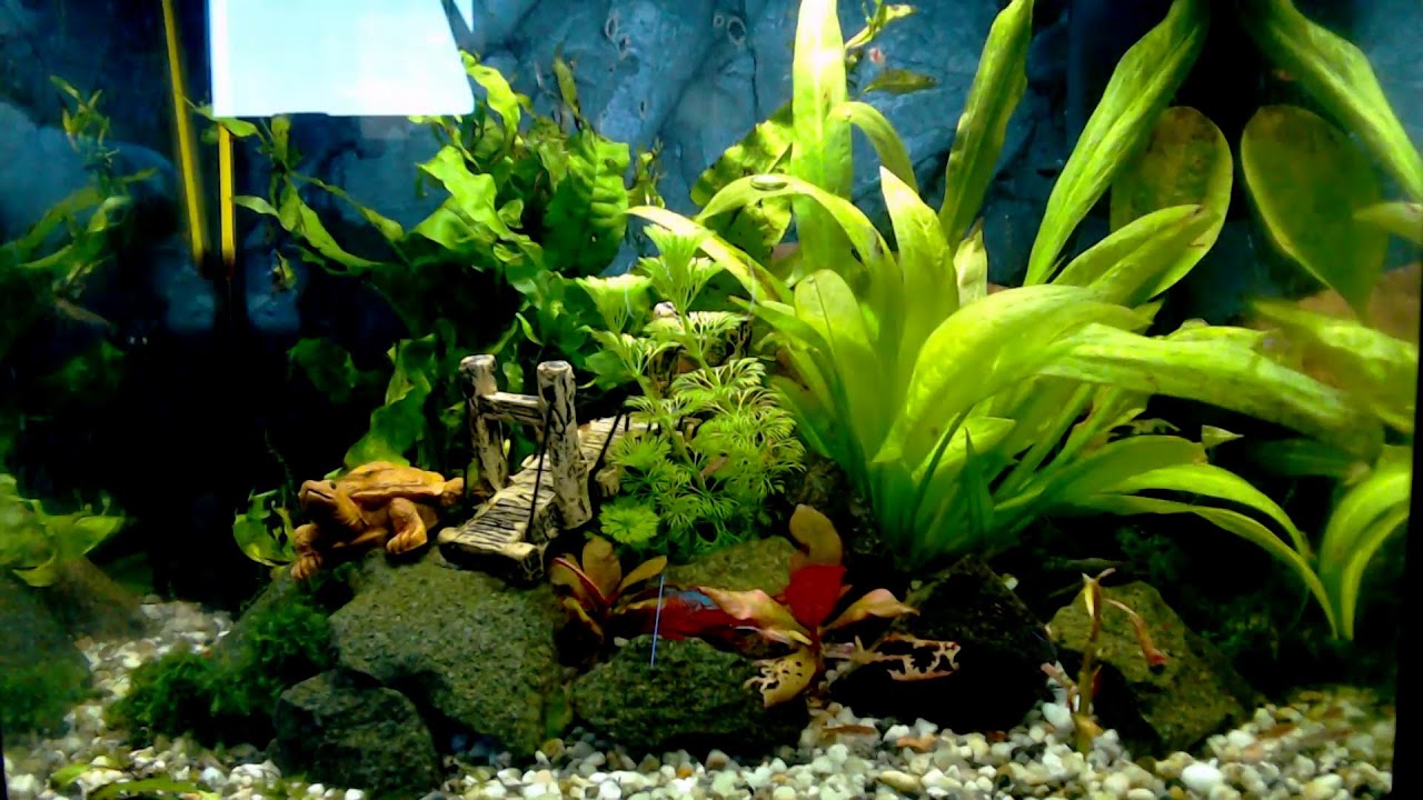 BettaWorld Live - Night 1 | Relax with My Betta & Aquatic Friends 🐠 ...
