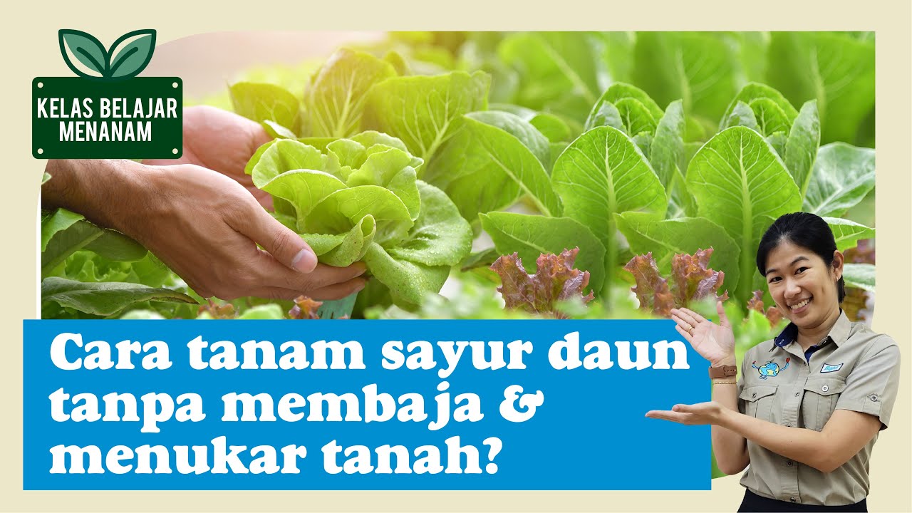 【Tanam Sayur】Bagaimana tanam Sayur Daun tanpa membaja dan menukar tanah ...