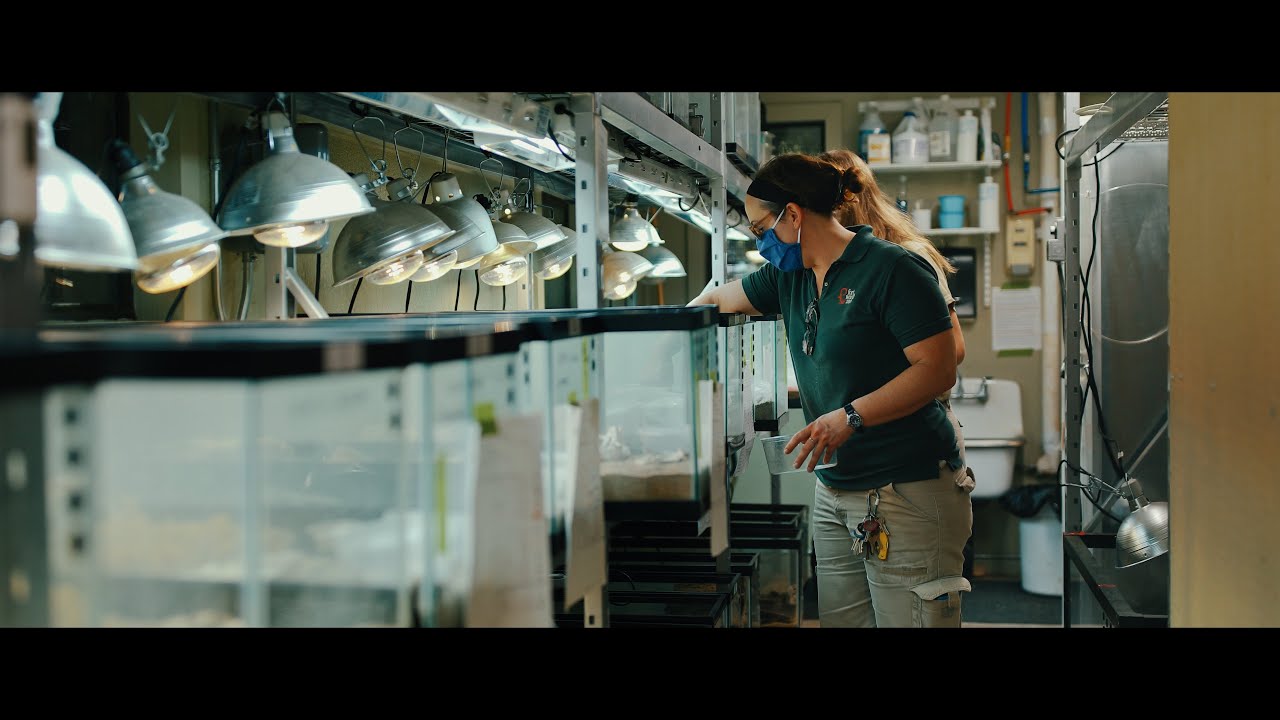 TCU Horned Lizard Research - YouTube