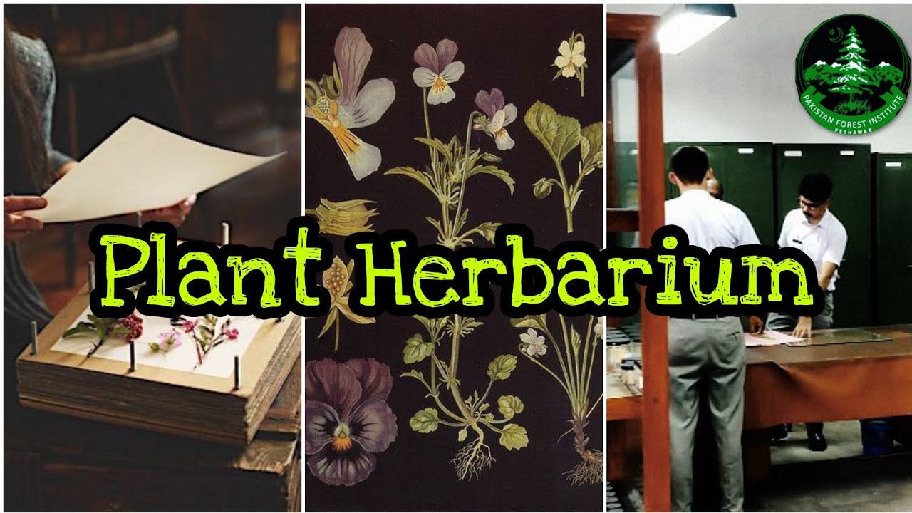 Plant Herbarium | How To Make Standard Herbarium Sheet| Herbarium - YouTube