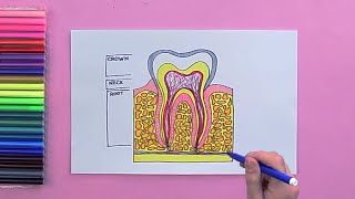 How to draw structure of tooth l Tooth labeled diagram... | Doovi