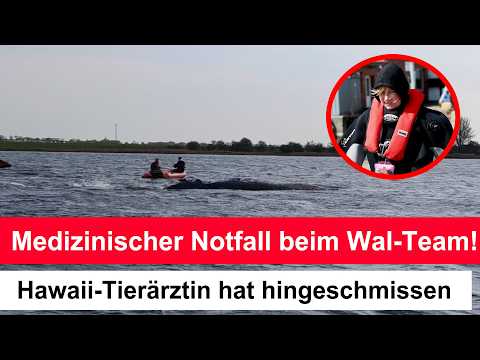 Hawaii-Tierärztin verlässt Rettungsteam von Buckelwal Timmy