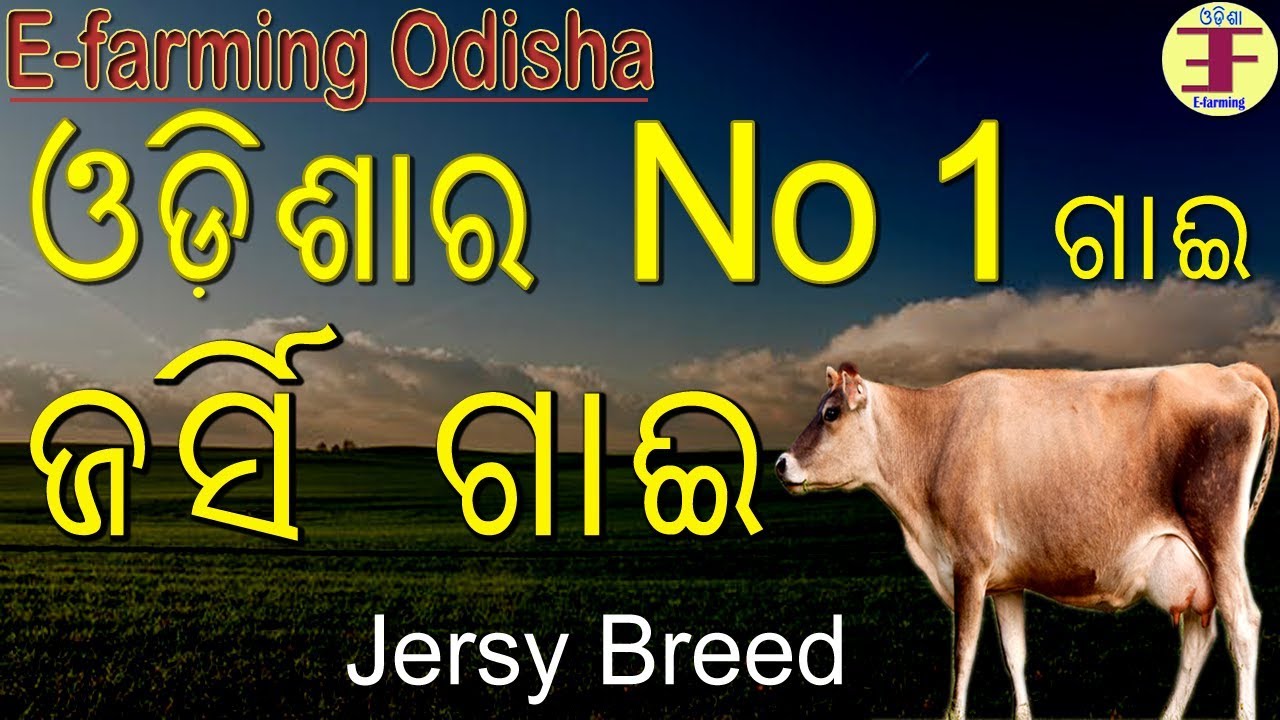 Cow Farming in Odisha (Part-4) || Jersy Cow in Odisha । - YouTube