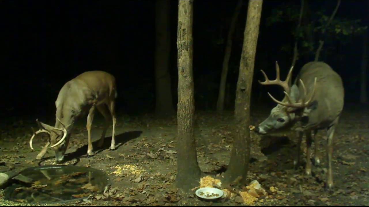 Two Bucks - YouTube